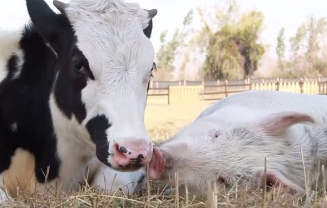 VIDEO: Precious Rescued Pig and Cow Are Best of Friends - ChooseVeg
