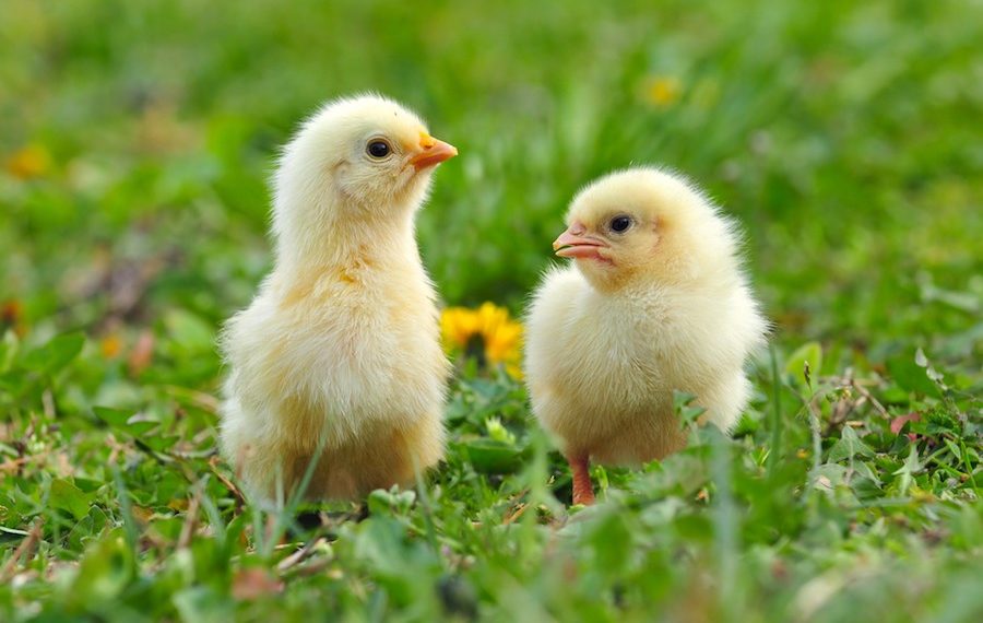 Just 9 Precious Pictures of Baby Chickens - ChooseVeg