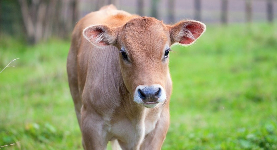 Literally Just 11 Adorable Pictures of Baby Cows - ChooseVeg