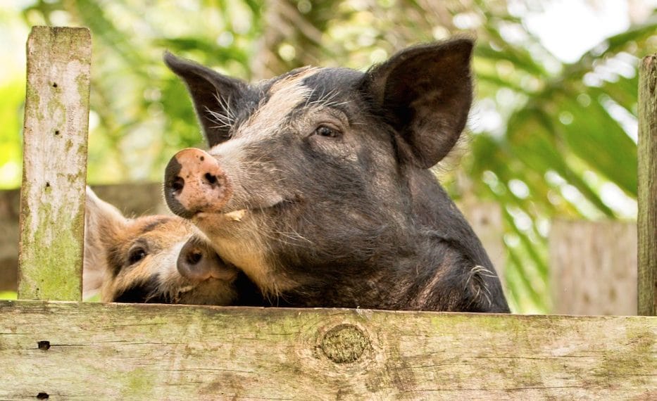 14 Pics That'll Make You Want to Kiss a Pig on the Snout - ChooseVeg