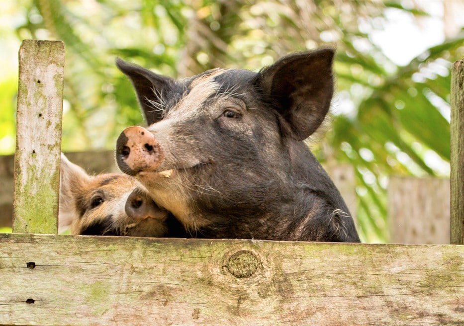 14 Pics That'll Make You Want to Kiss a Pig on the Snout - ChooseVeg