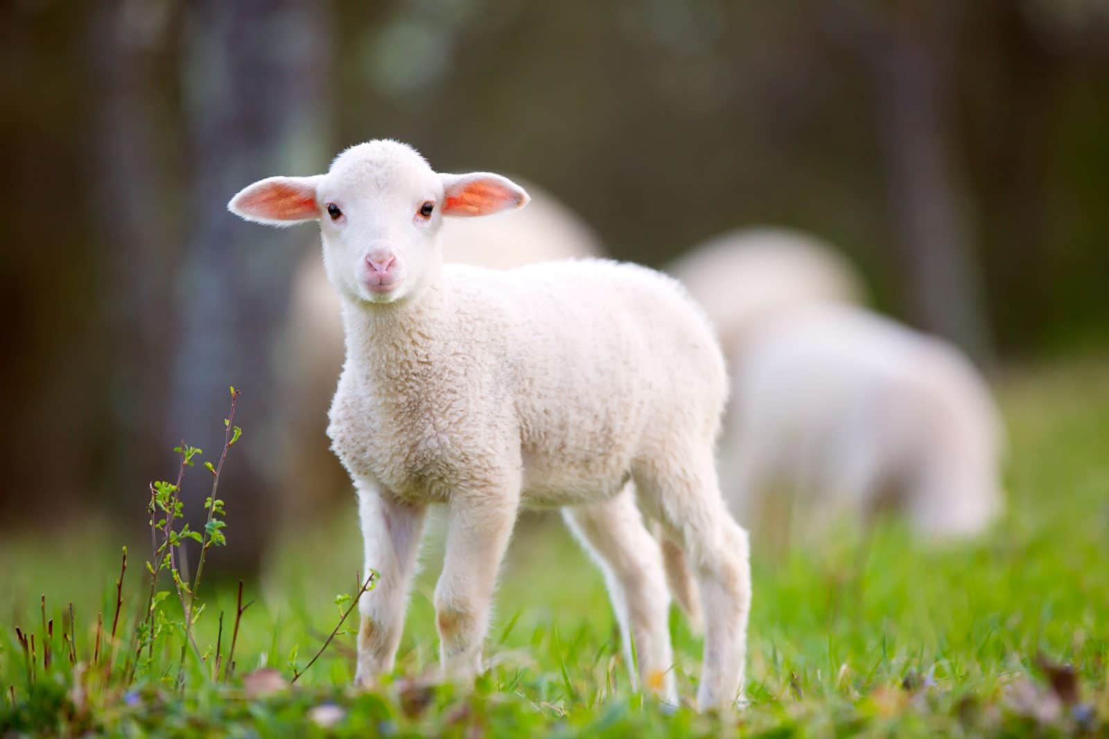 5 Reasons Lambs Are Really Just Baby Unicorns ChooseVeg