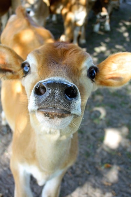Literalmente, sólo 11 fotos de adorables terneros - EligeVeg