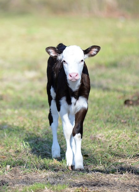 Literalmente, sólo 11 fotos de adorables terneros - EligeVeg