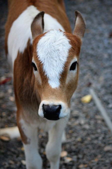 Literalmente, sólo 11 fotos de adorables terneros - EligeVeg
