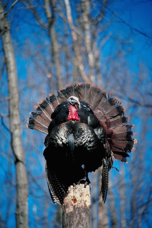 7 cosas increíbles que probablemente no sabías sobre los pavos - EligeVeg