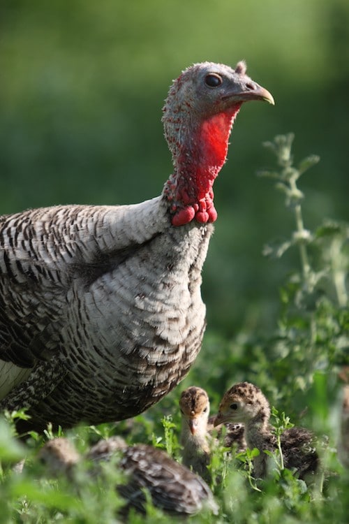 7 cosas increíbles que probablemente no sabías sobre los pavos - EligeVeg