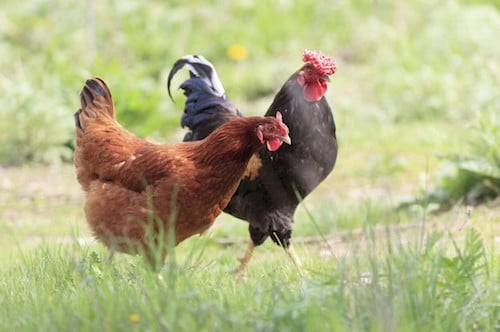 8 maneras de mostrar tu amor por los animales - EligeVeg